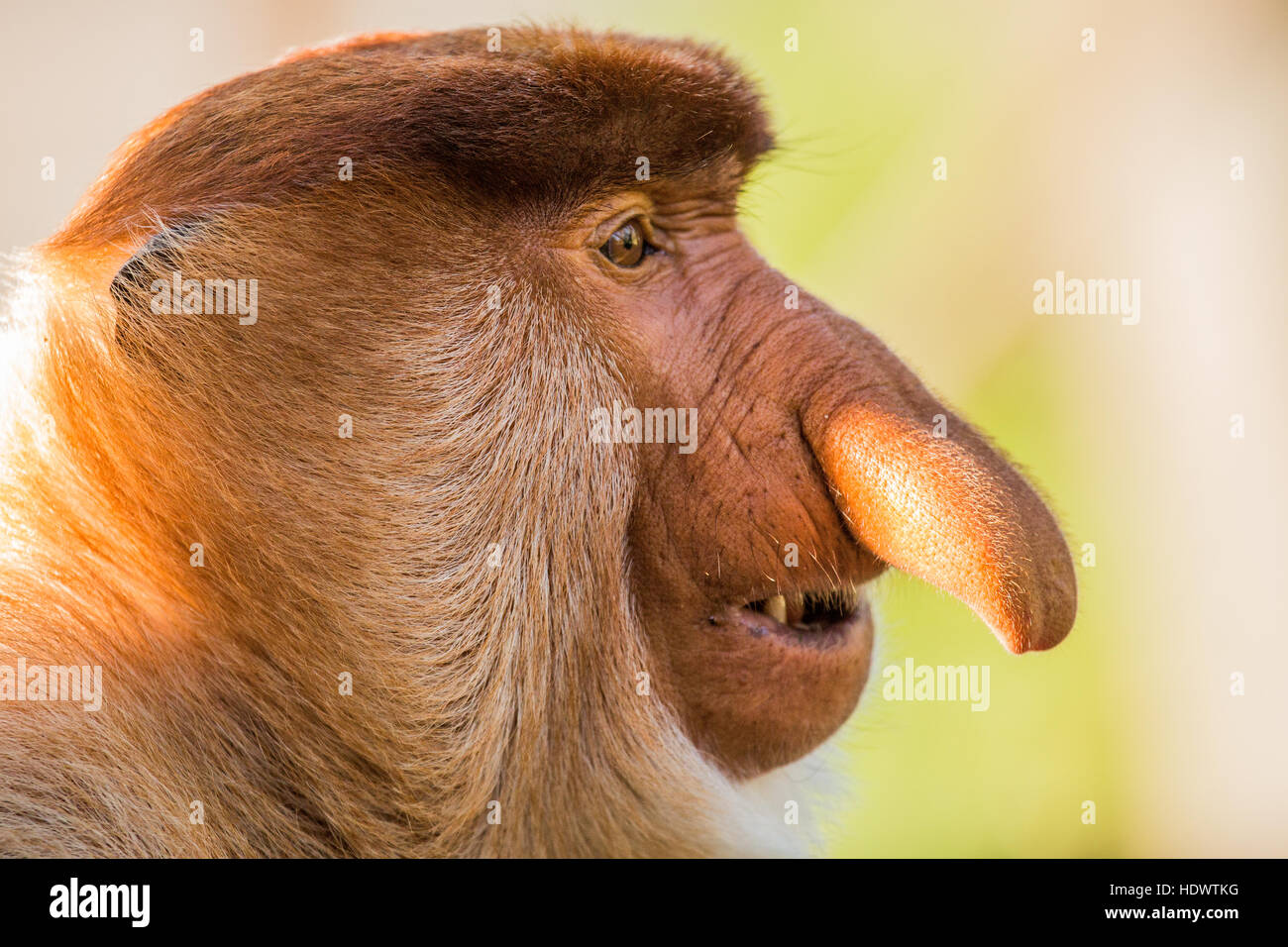 Portrait of fabulous long-nosed monkey, Borneo, Malaysia Stock Photo ...