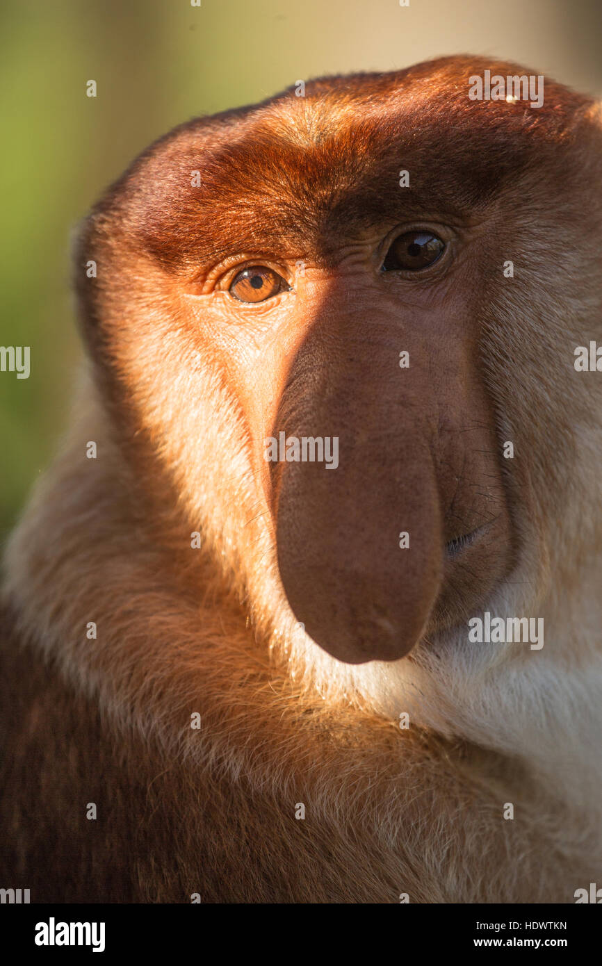 Portrait of fabulous long-nosed monkey, Borneo, Malaysia Stock Photo ...
