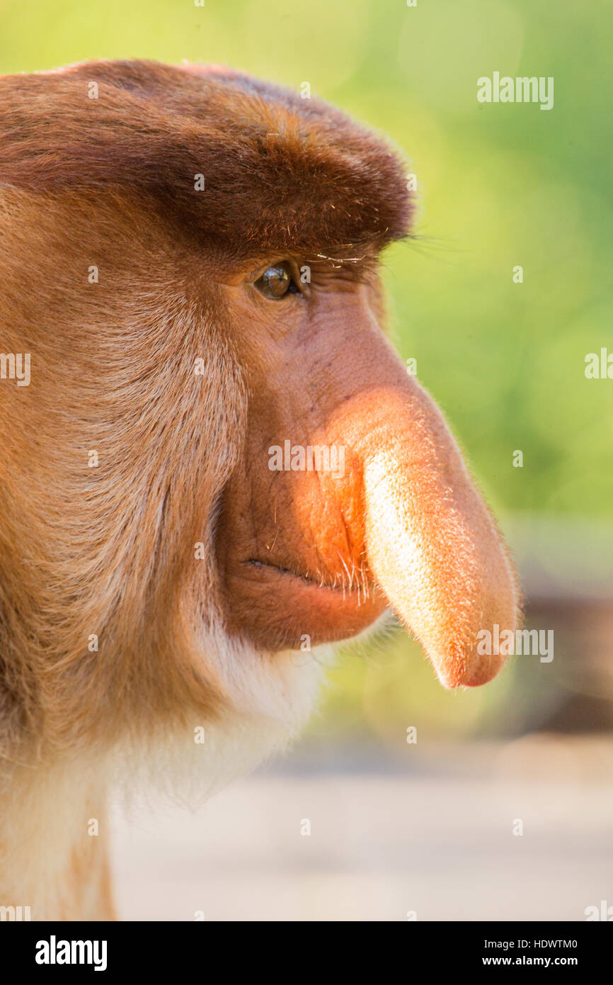 Portrait of fabulous long-nosed monkey, Borneo, Malaysia Stock Photo ...