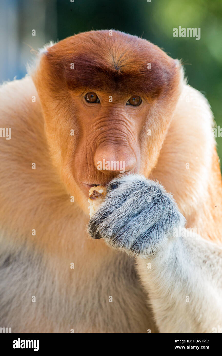Portrait of fabulous long-nosed monkey, Borneo, Malaysia Stock Photo ...