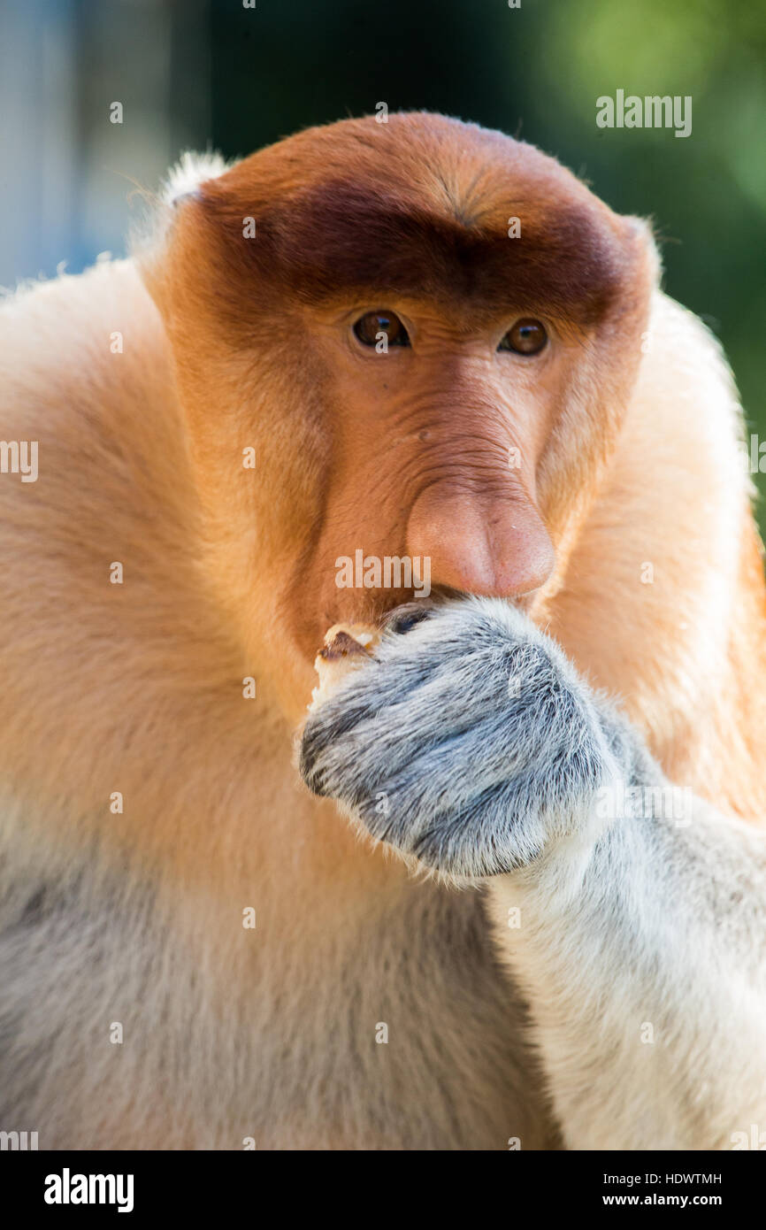 Big nose monkey hi-res stock photography and images - Alamy