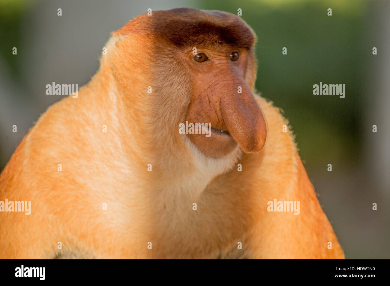 Portrait of fabulous long-nosed monkey, Borneo, Malaysia Stock Photo ...