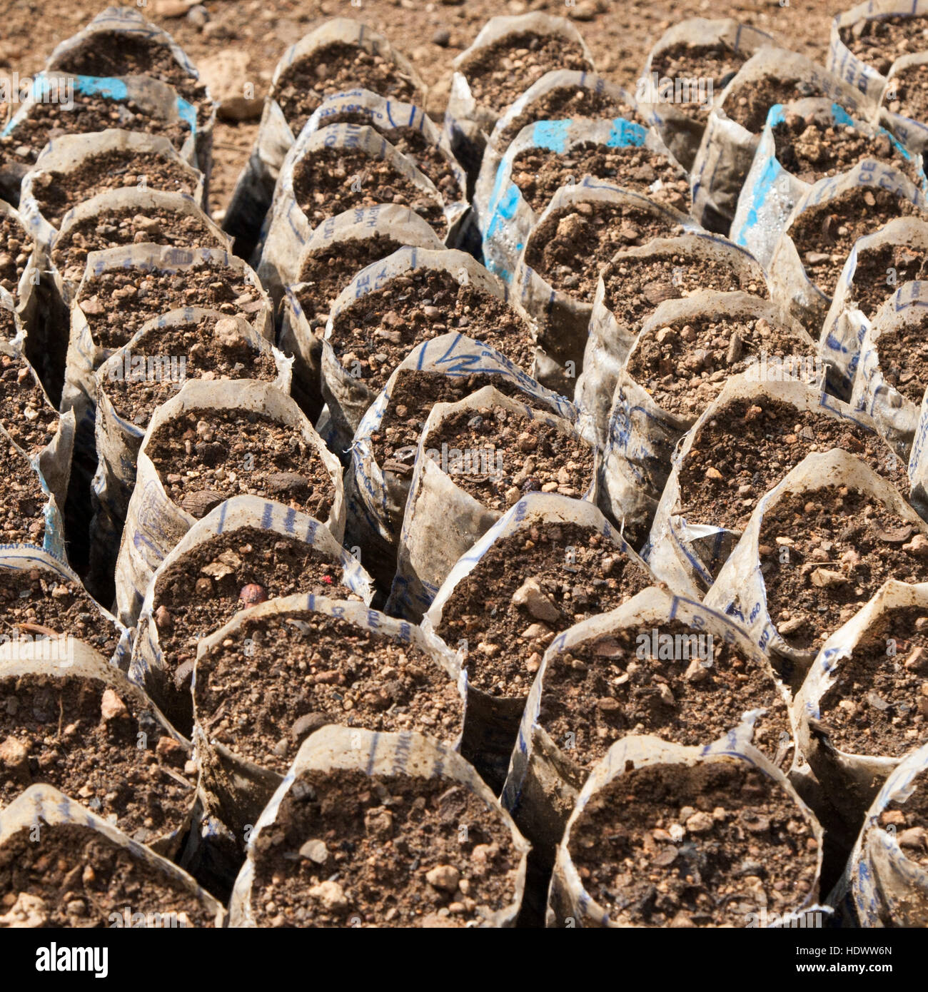 Culture of cocoa hi-res stock photography and images - Alamy