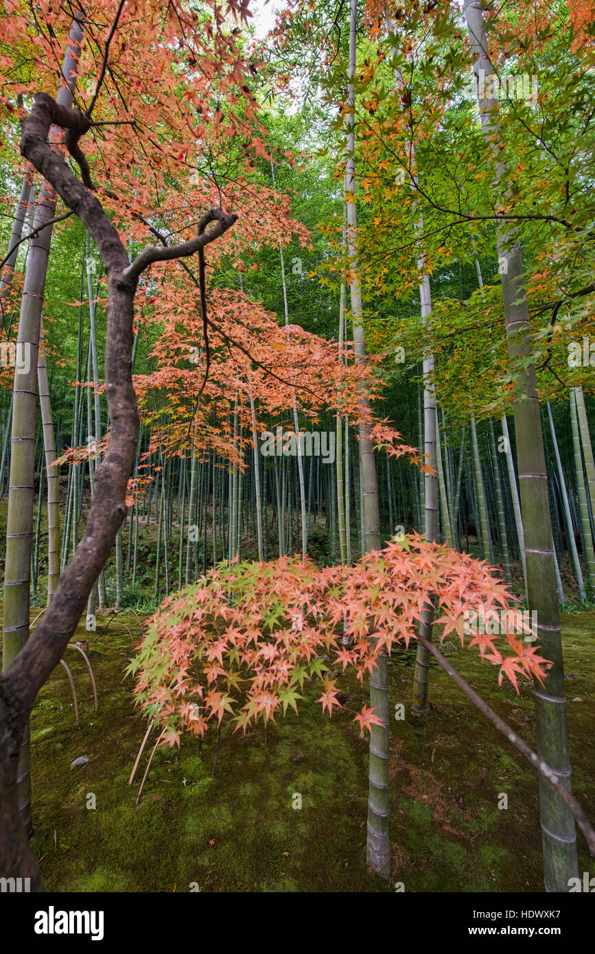 Maple trees and bamboo forest, Kyoto, Japan Stock Photo - Alamy