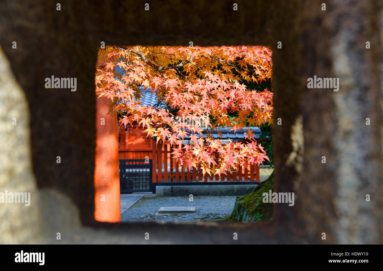 maple leaves in full color at Tenryu-ji temple, Kyoto, Japan Stock ...