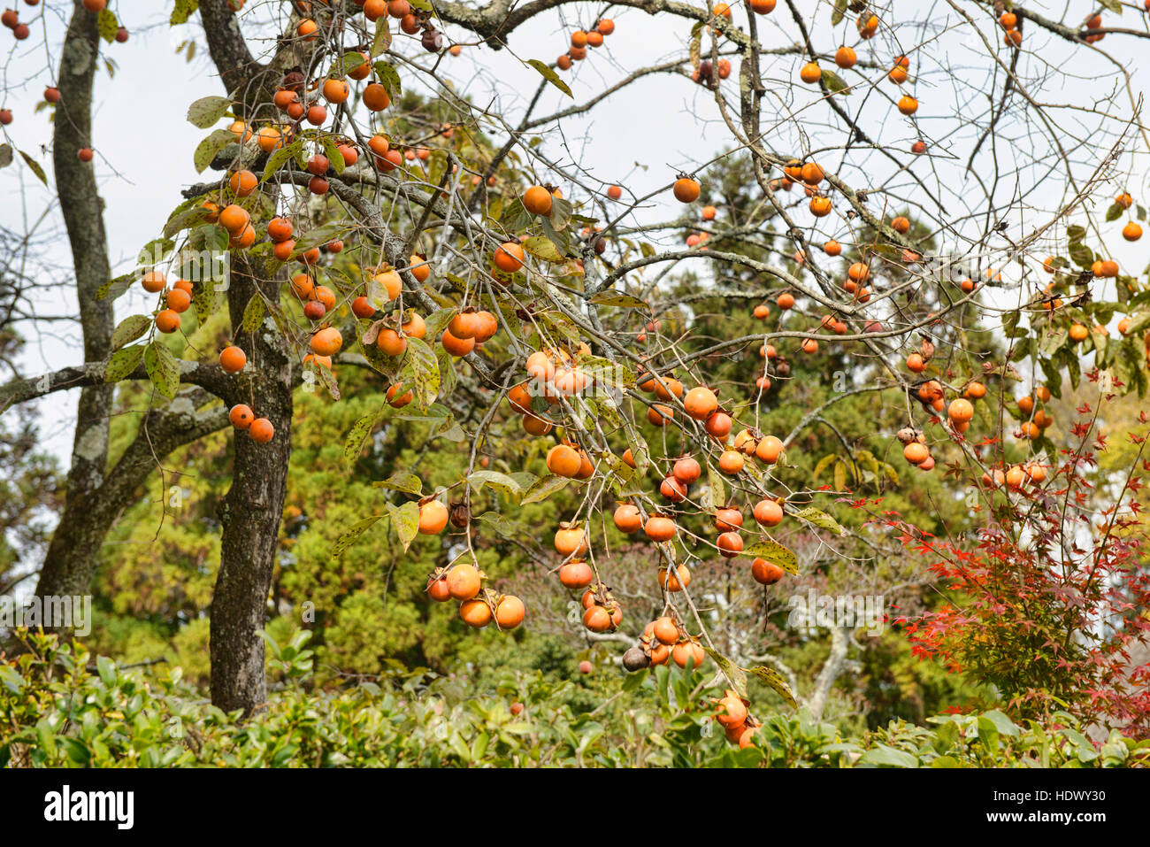 Persimmons growing in autumn, Arashiyama, Kyoto, Japan Stock Photo - Alamy