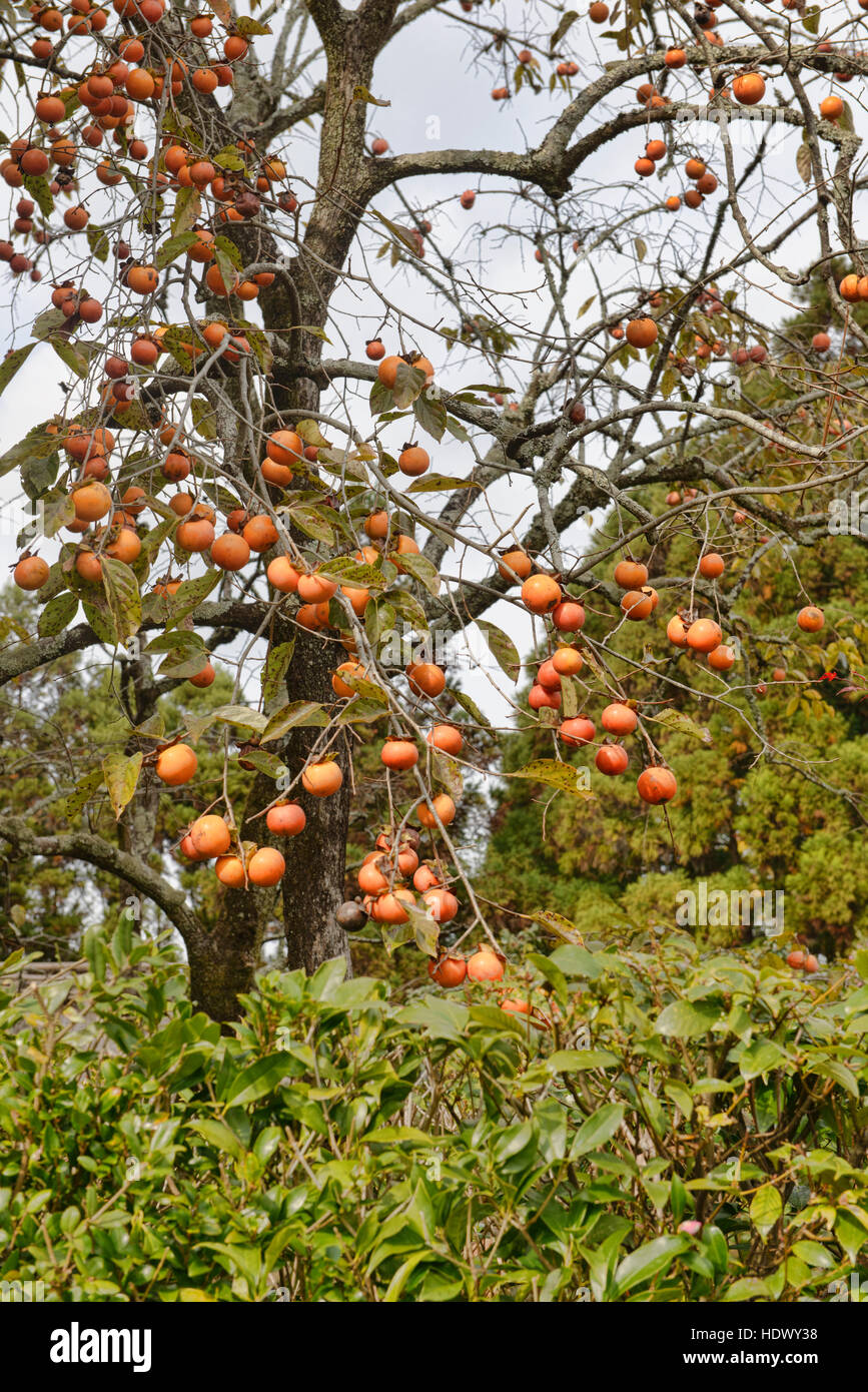Growing japanese persimmon hi-res stock photography and images - Alamy