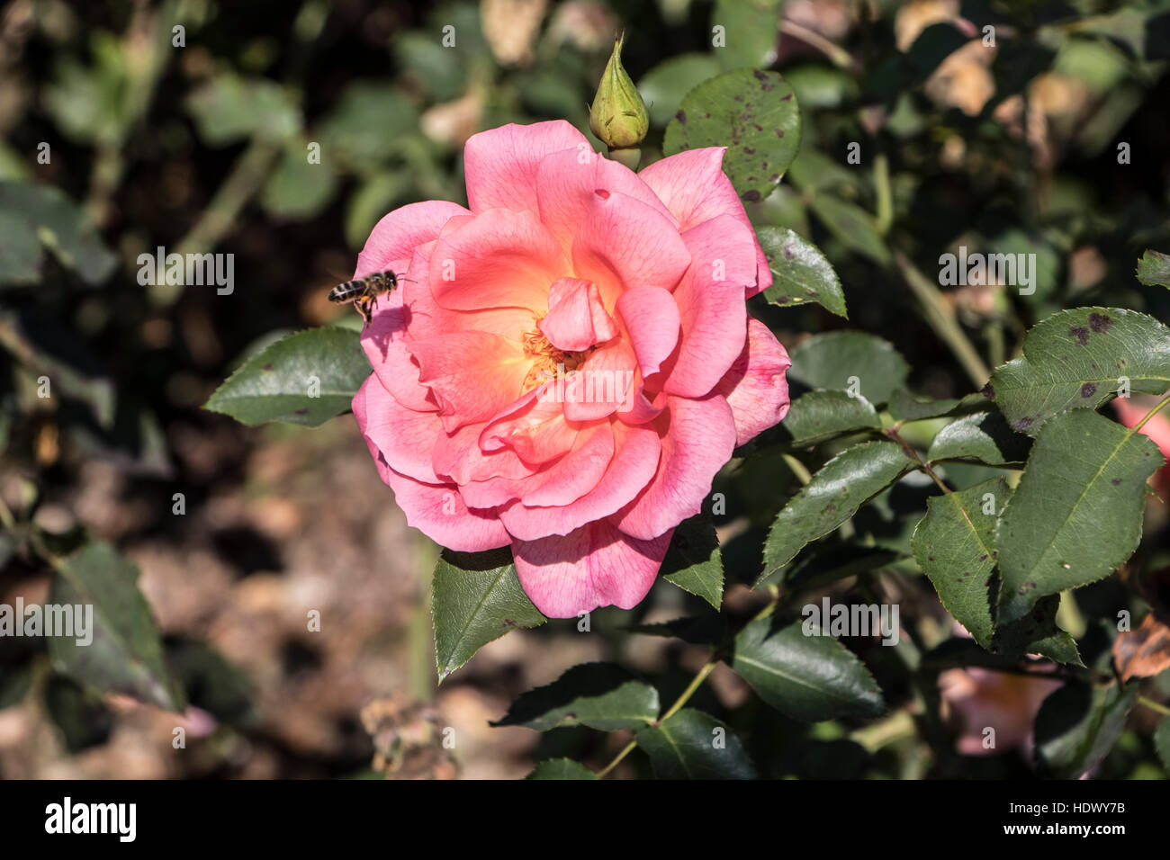 Rose in Bern Rose Garden Stock Photo - Alamy