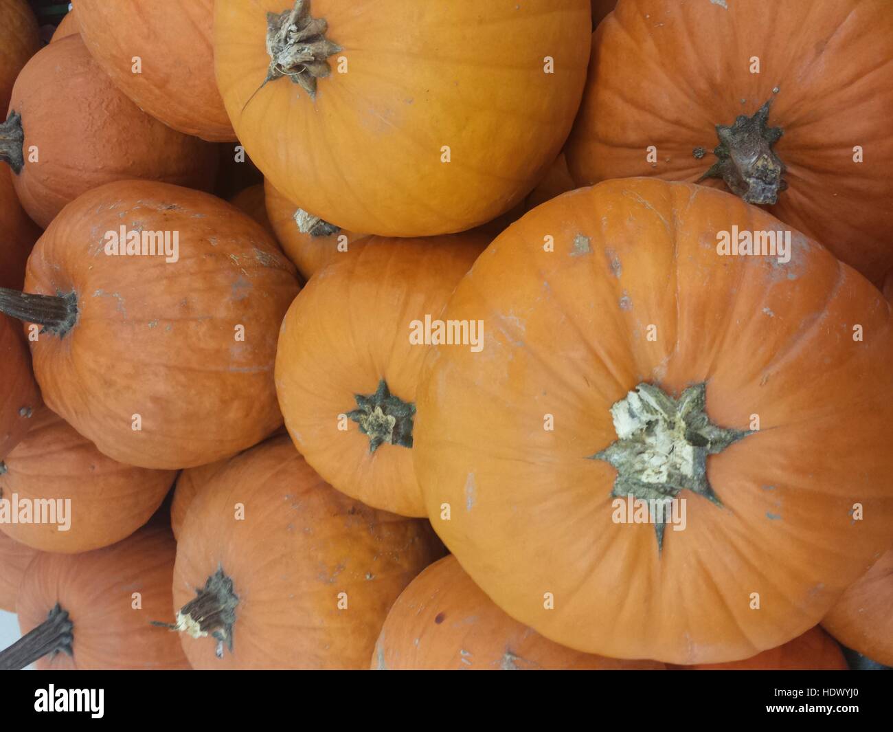 many large orange pumpkins for sale at the vegetable market Stock Photo ...