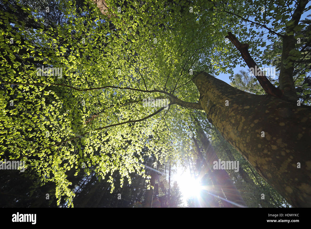 Twinkling trees hi-res stock photography and images - Alamy