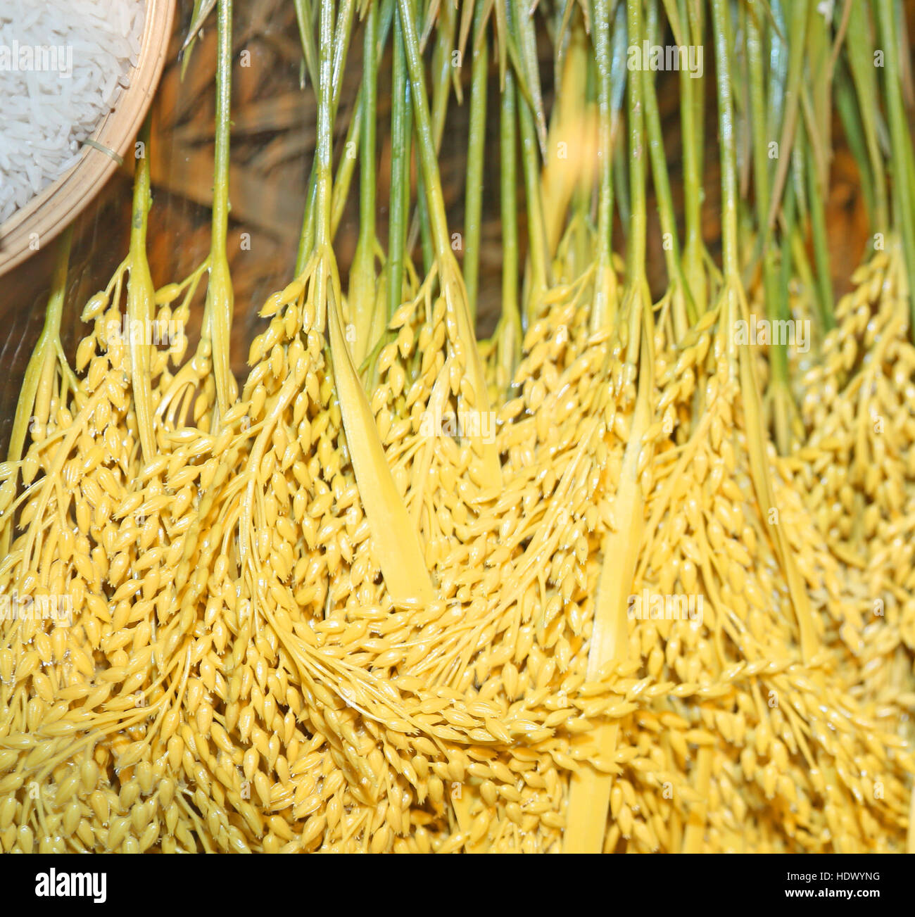 many ears of rice during the drying Stock Photo - Alamy
