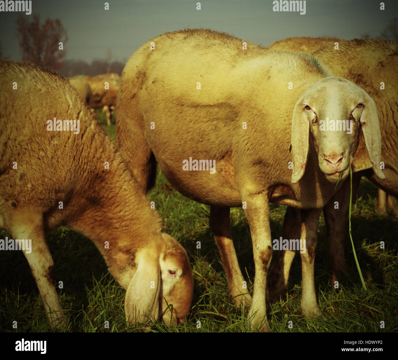 Sheep bit hi-res stock photography and images - Alamy