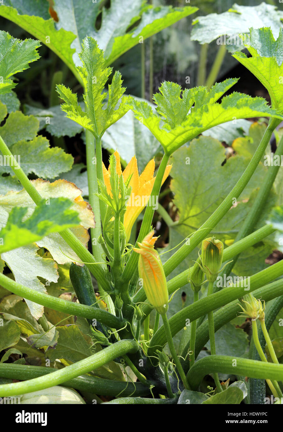zucchini flowers just bloomed in the garden of organic farm Stock Photo ...