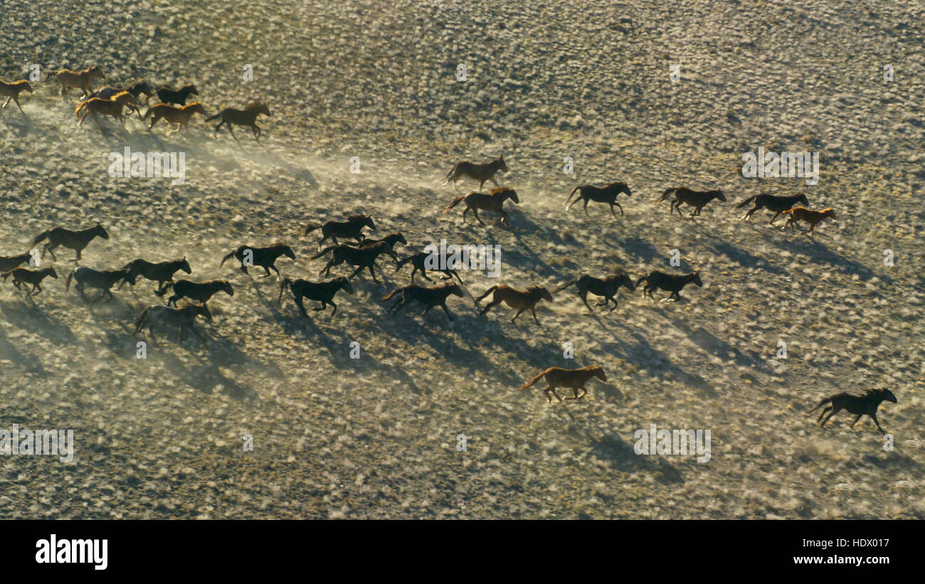 Wild mustangs running in landscape Stock Photo - Alamy