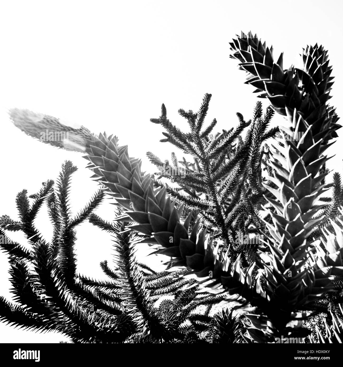 Bw branches hi-res stock photography and images - Alamy