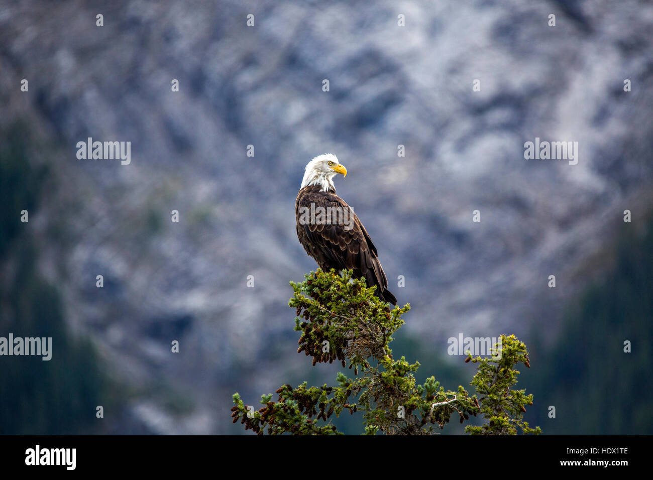 Bald eagle standing on tree branch Stock Photo - Alamy