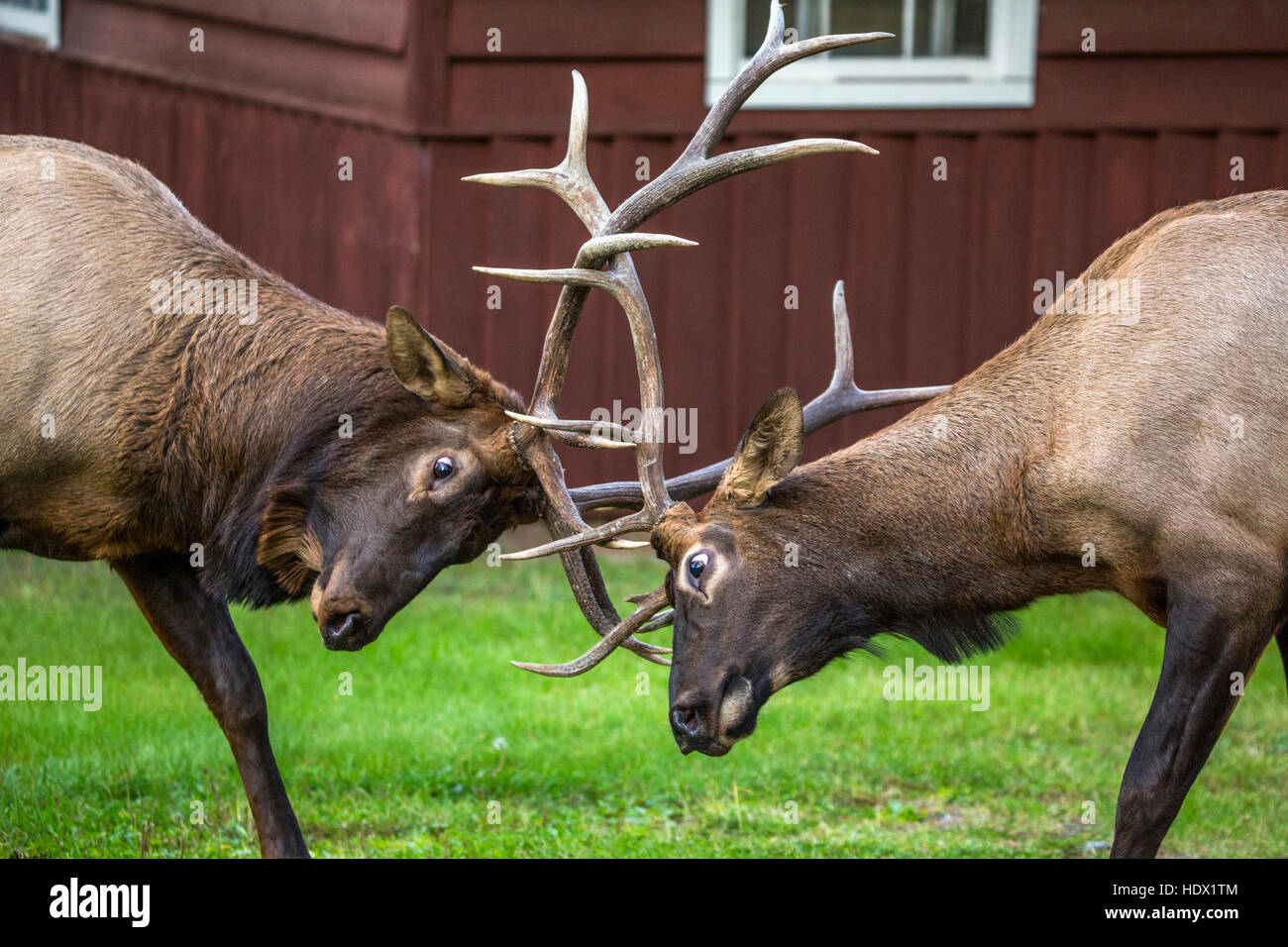 Elk sparring near house Stock Photo - Alamy