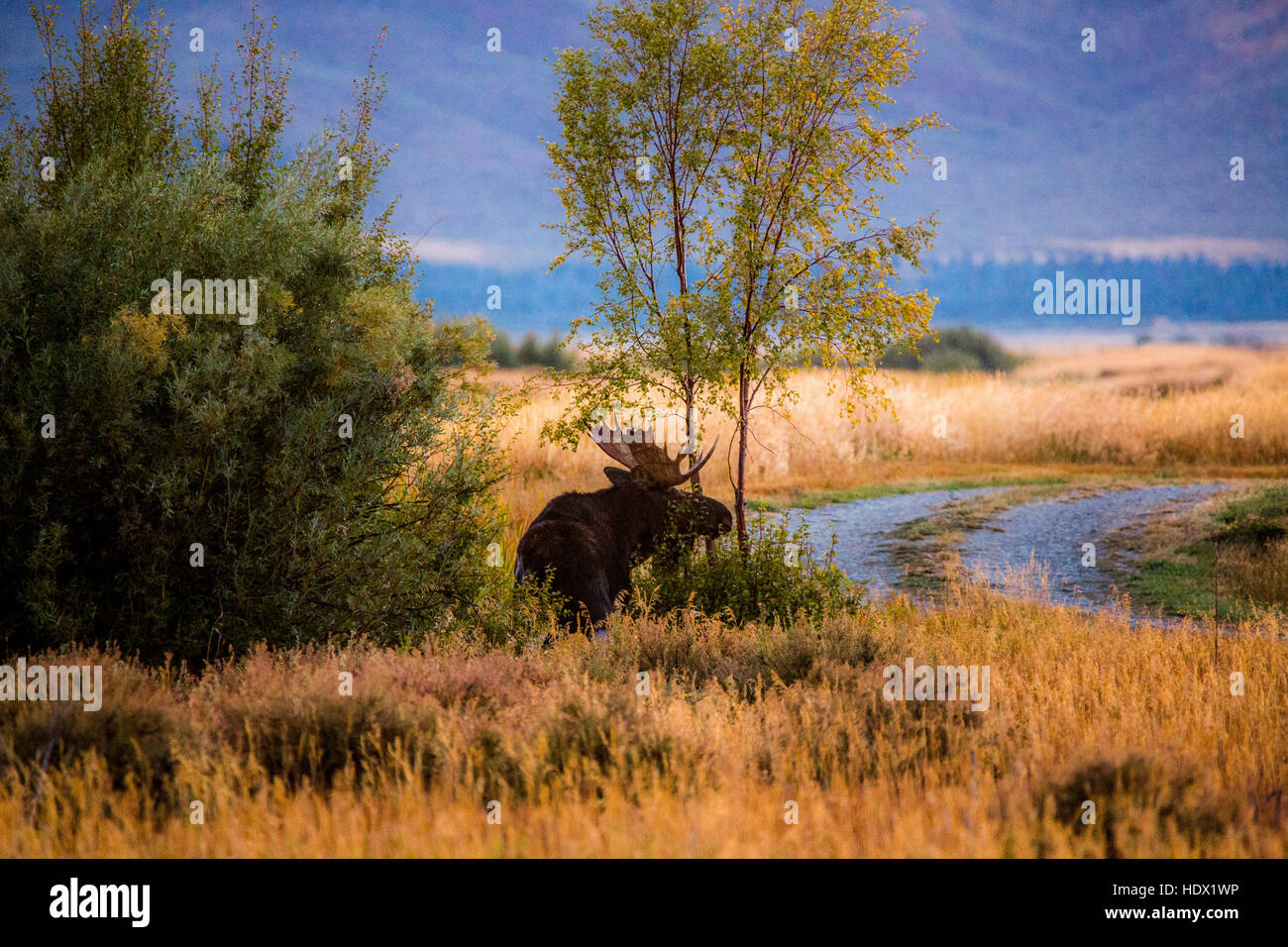 Elk standing near tree Stock Photo - Alamy