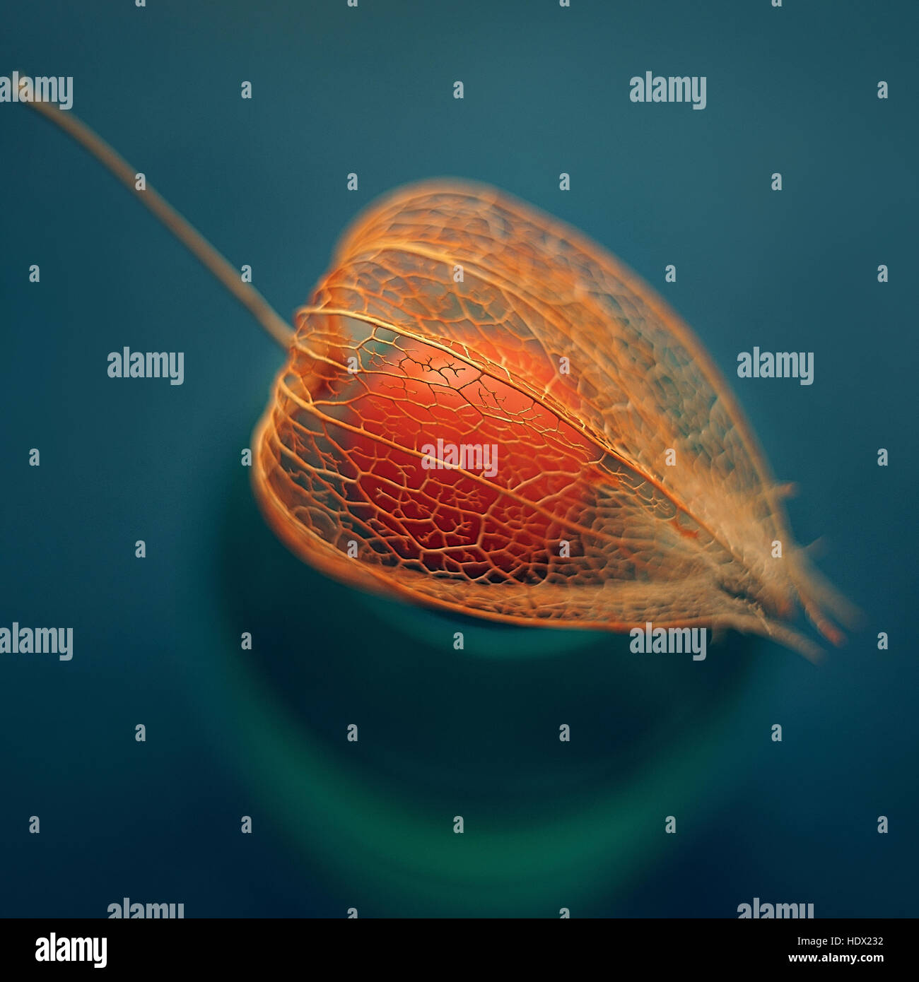 Leaf surrounding berry Stock Photo - Alamy