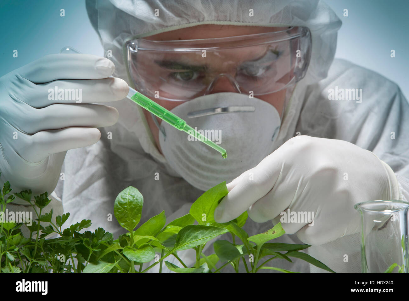 Caucasian scientist wearing clean suit dripping liquid on seedling ...