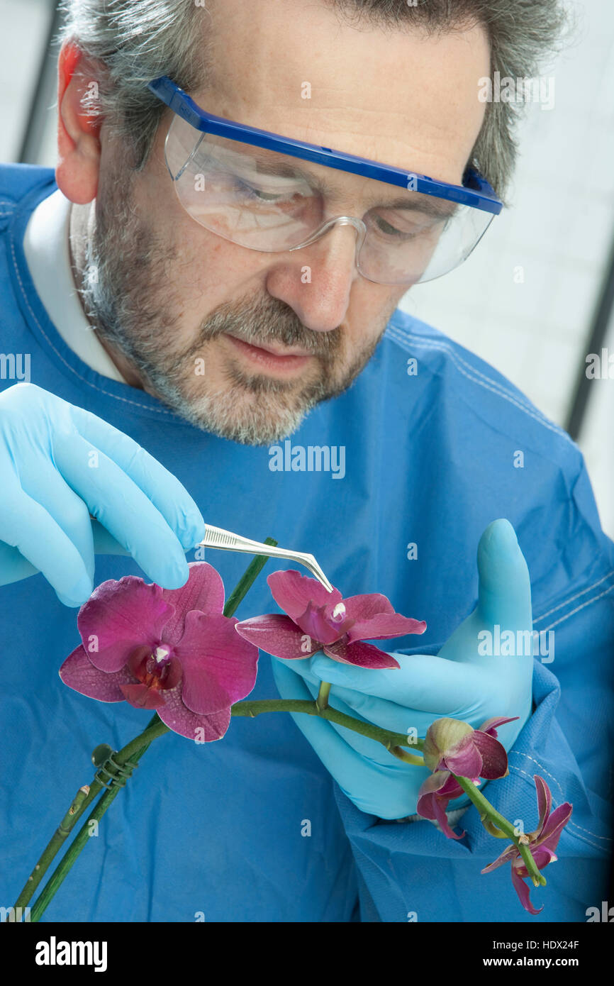Scientist research flower hi-res stock photography and images - Alamy