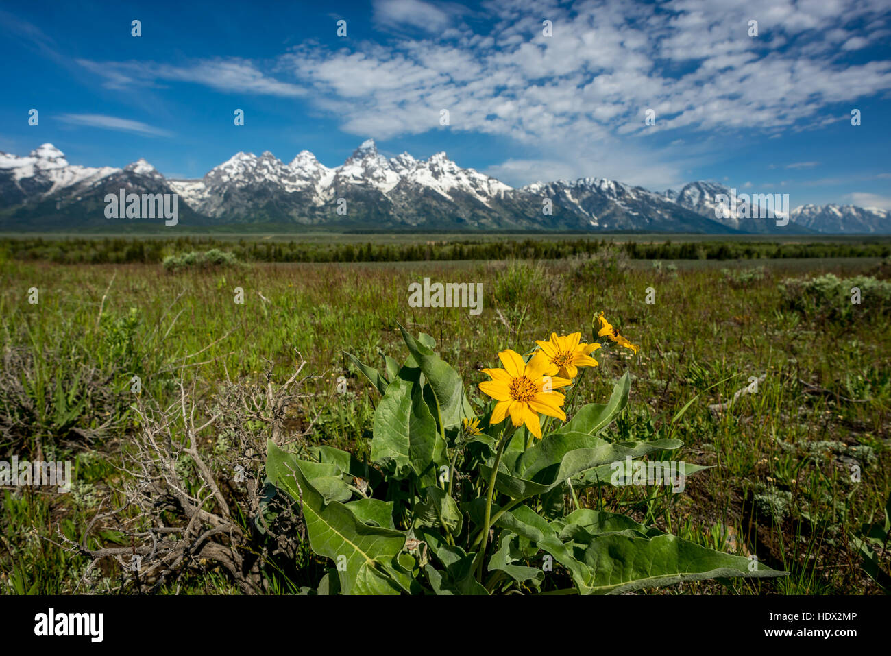 Yellow Arrowleaf Balsamroot flowers in the Grand Teton National Park ...