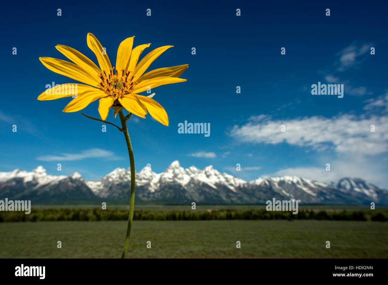 Yellow Arrowleaf Balsamroot flowers in the Grand Teton National Park ...
