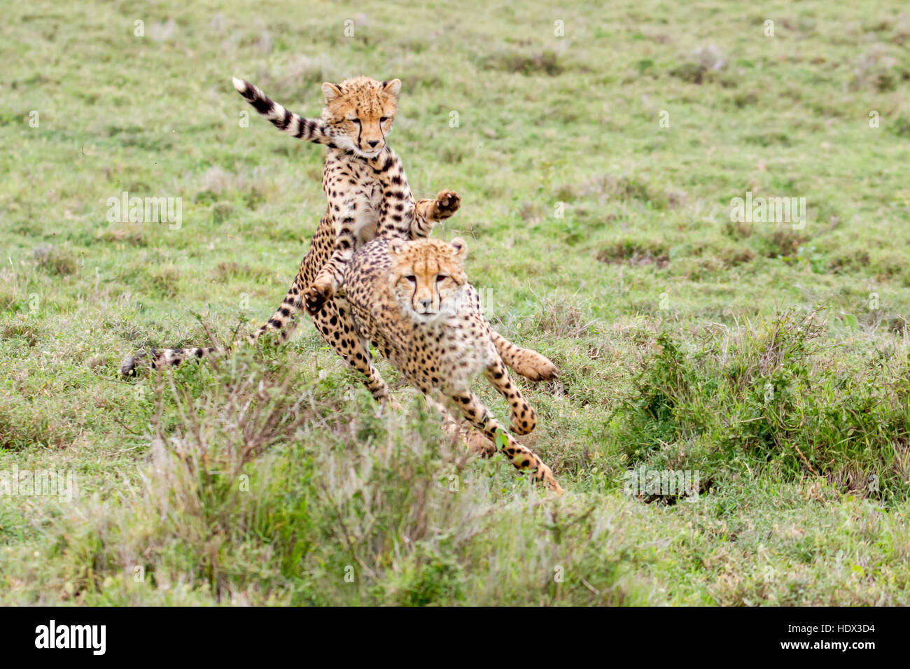 Two Cheetah cubs chasing in open grassland, one jumping on the other ...