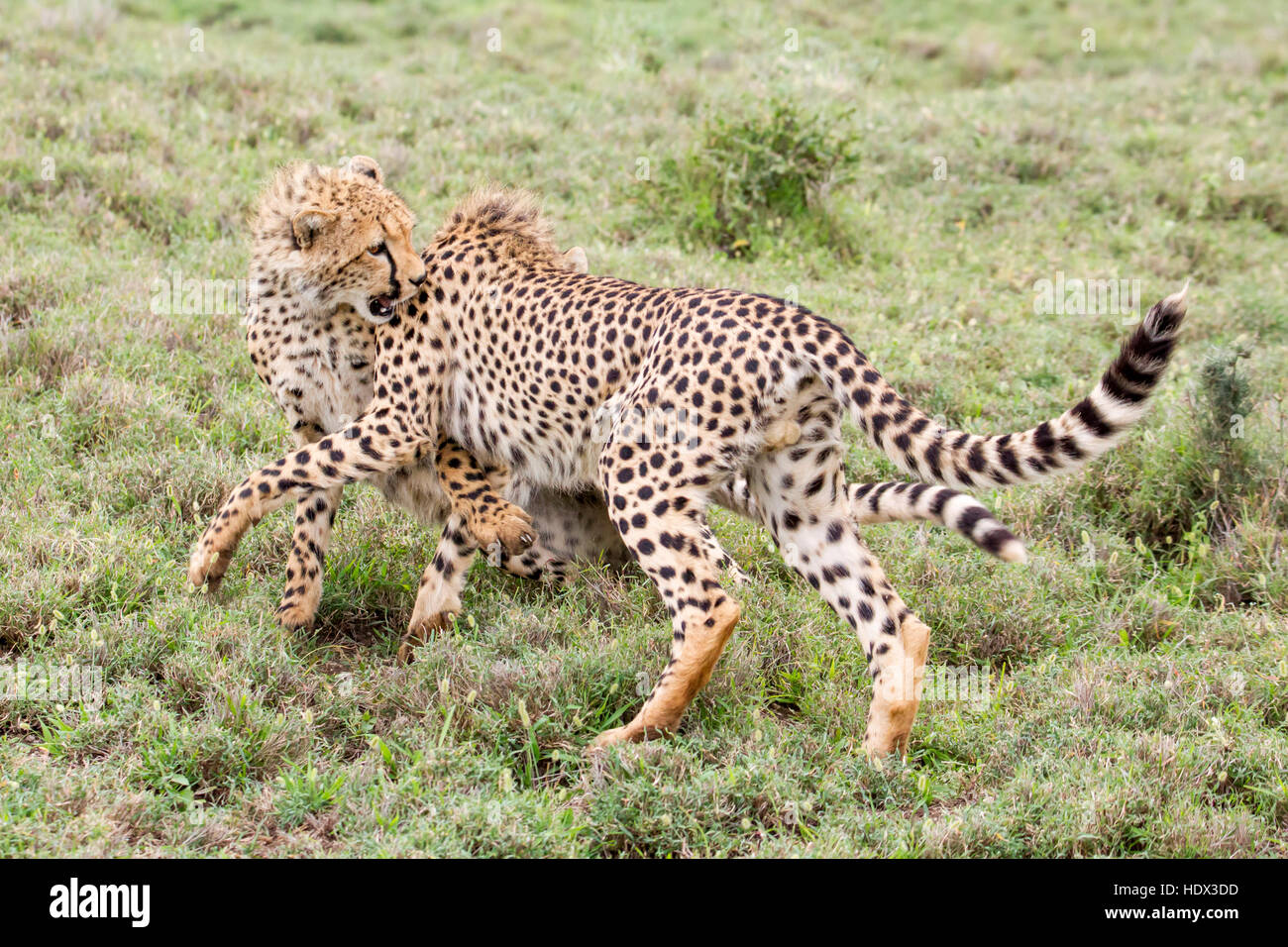 Cheetah fight High Resolution Stock Photography and Images - Alamy