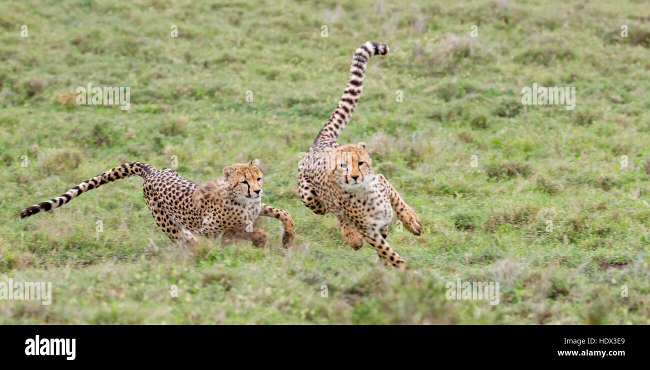 Cheetahs Cubs Running