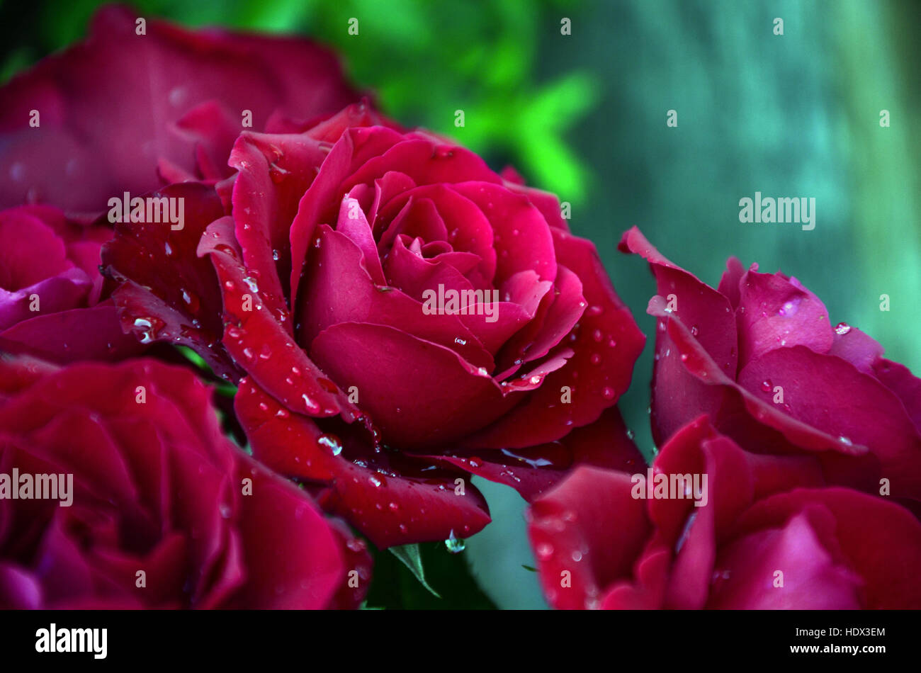 Red Rose with Raindrops - a macro photography Stock Photo - Alamy