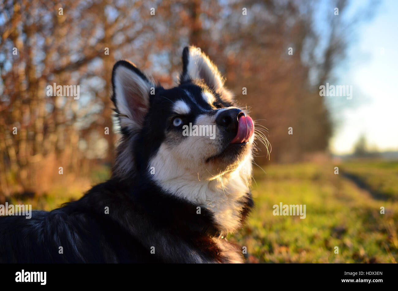 Siberian husky sunset siberian husky hi-res stock photography and ...