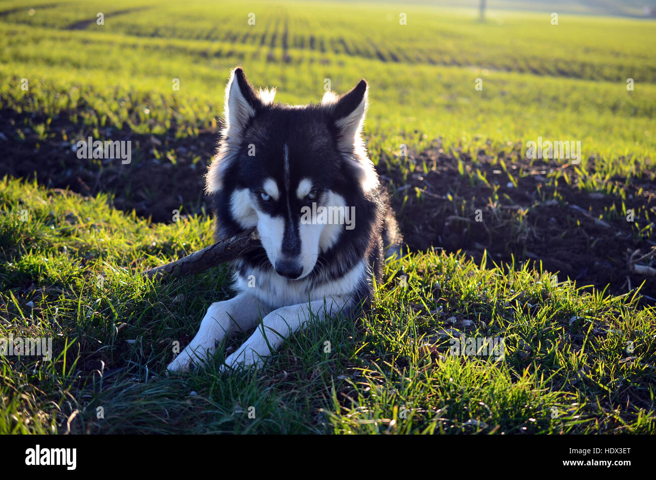 Siberian husky sunset siberian husky hi-res stock photography and ...
