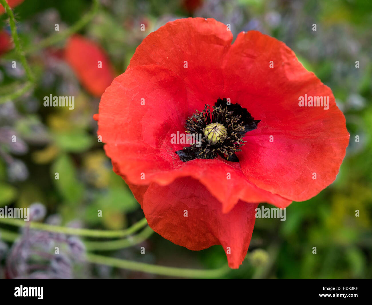 Iconic poppy shape hi-res stock photography and images - Alamy