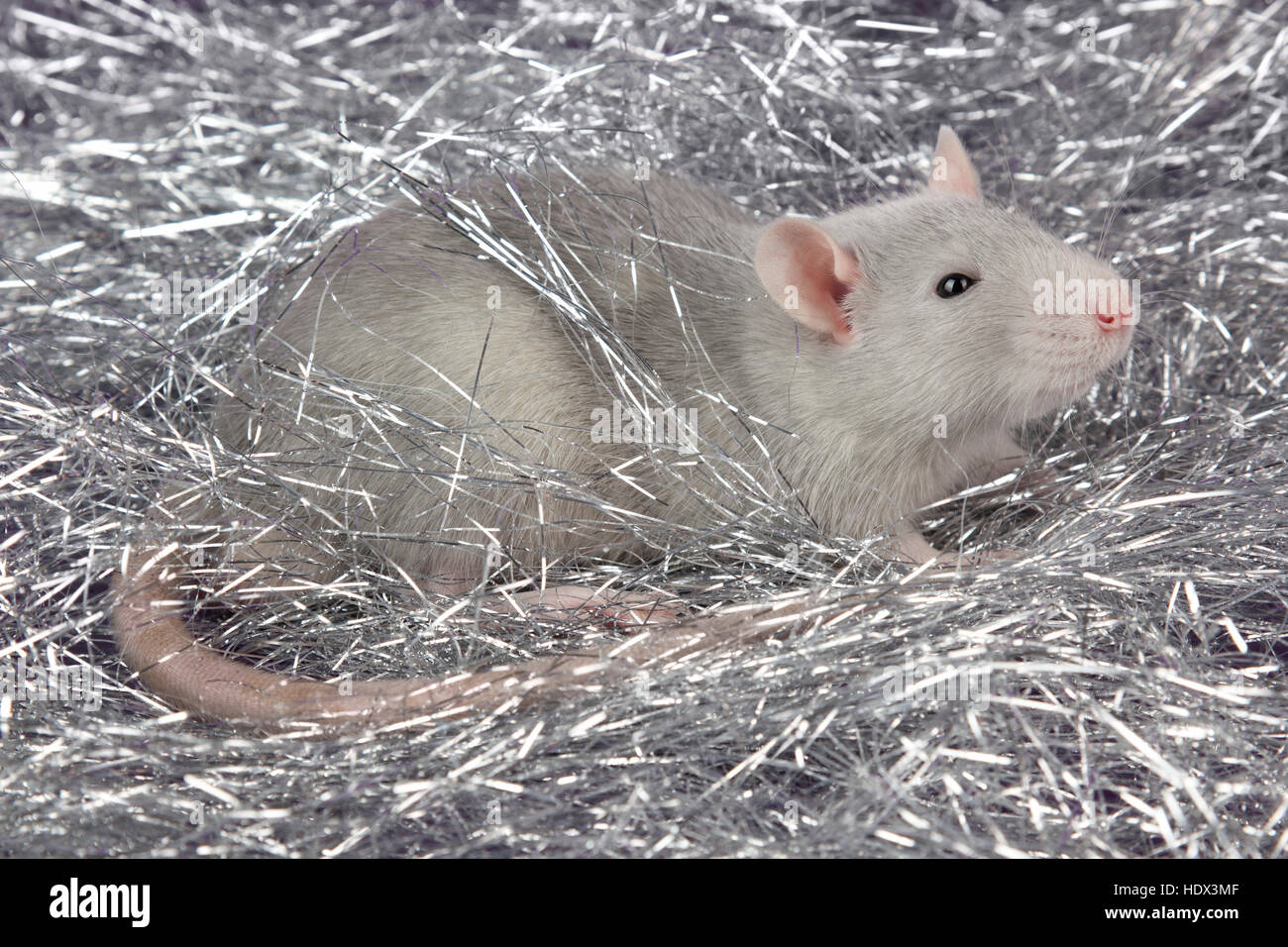 Rat ornament hi-res stock photography and images - Alamy