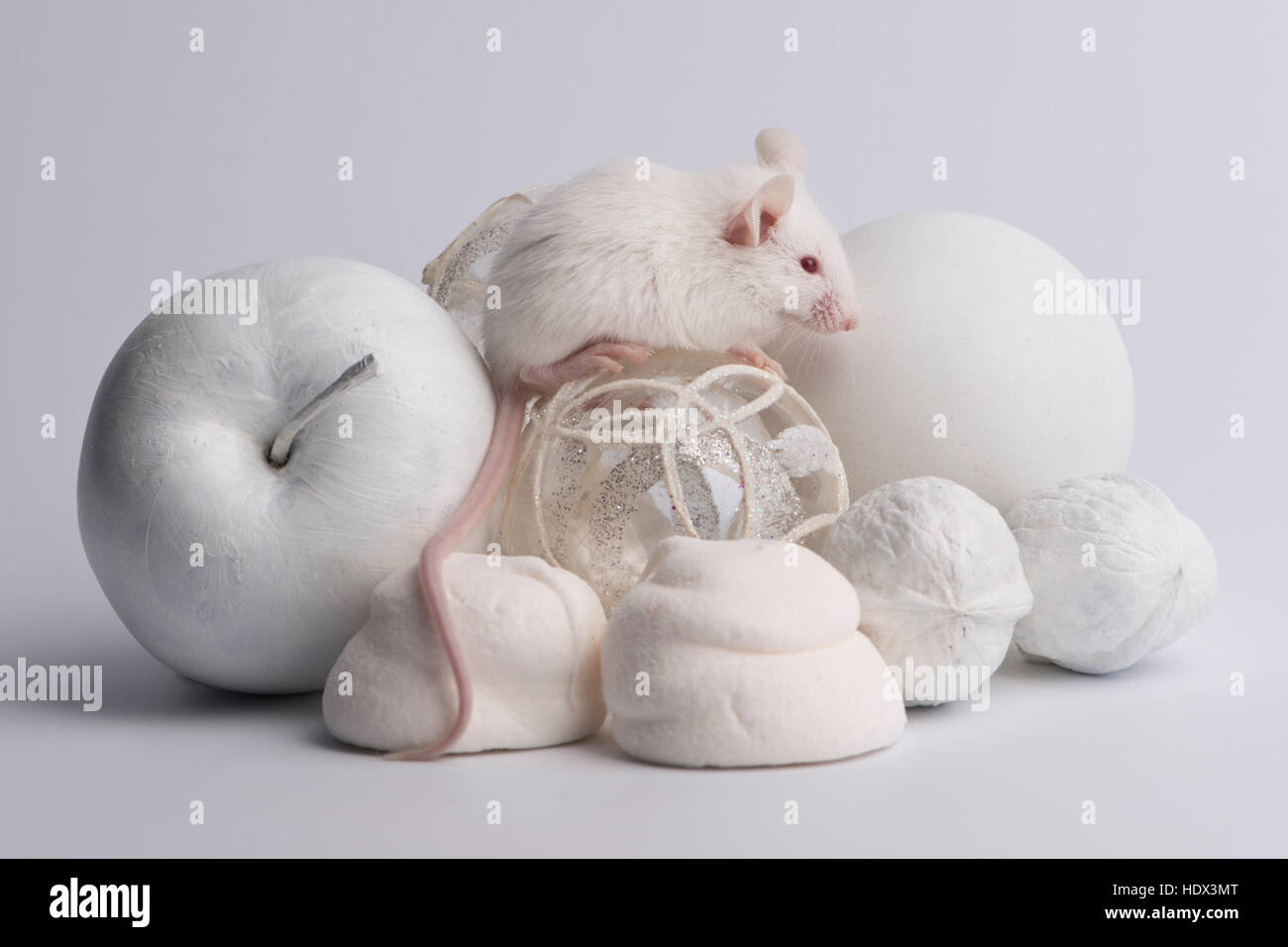 Albino mouse hi-res stock photography and images - Alamy