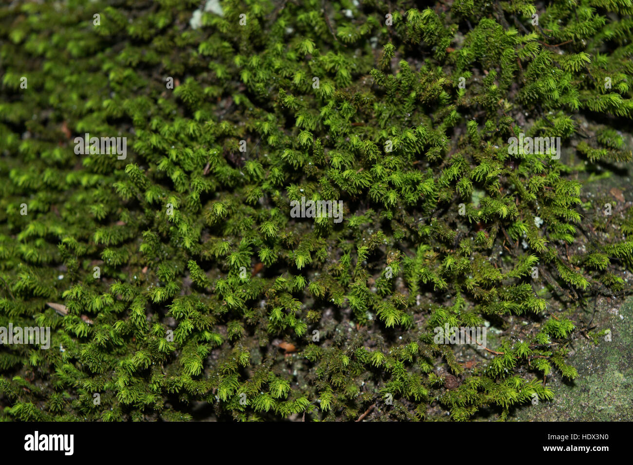 Moss on rock Stock Photo - Alamy