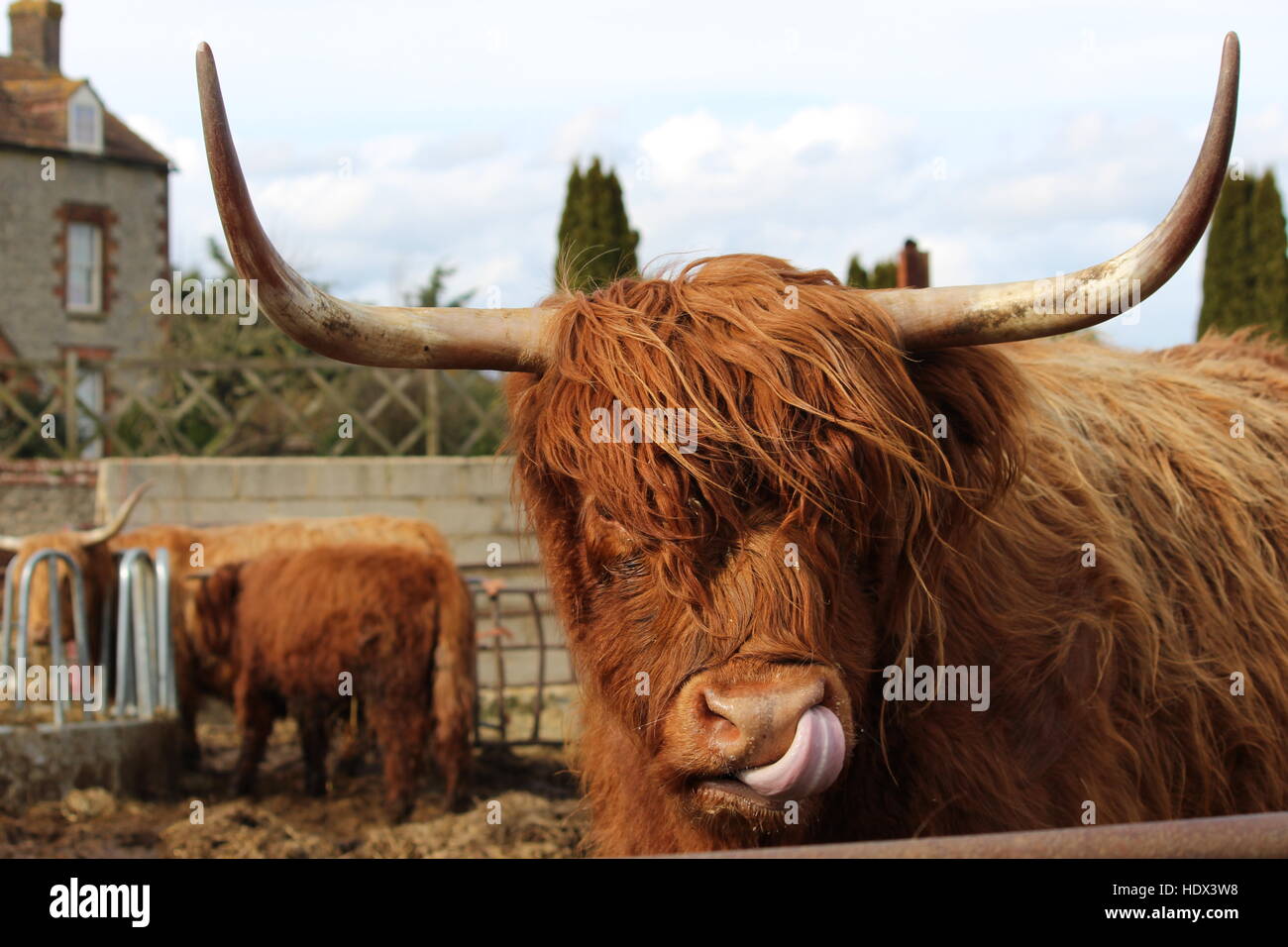 Cow with long tongue hi-res stock photography and images - Alamy