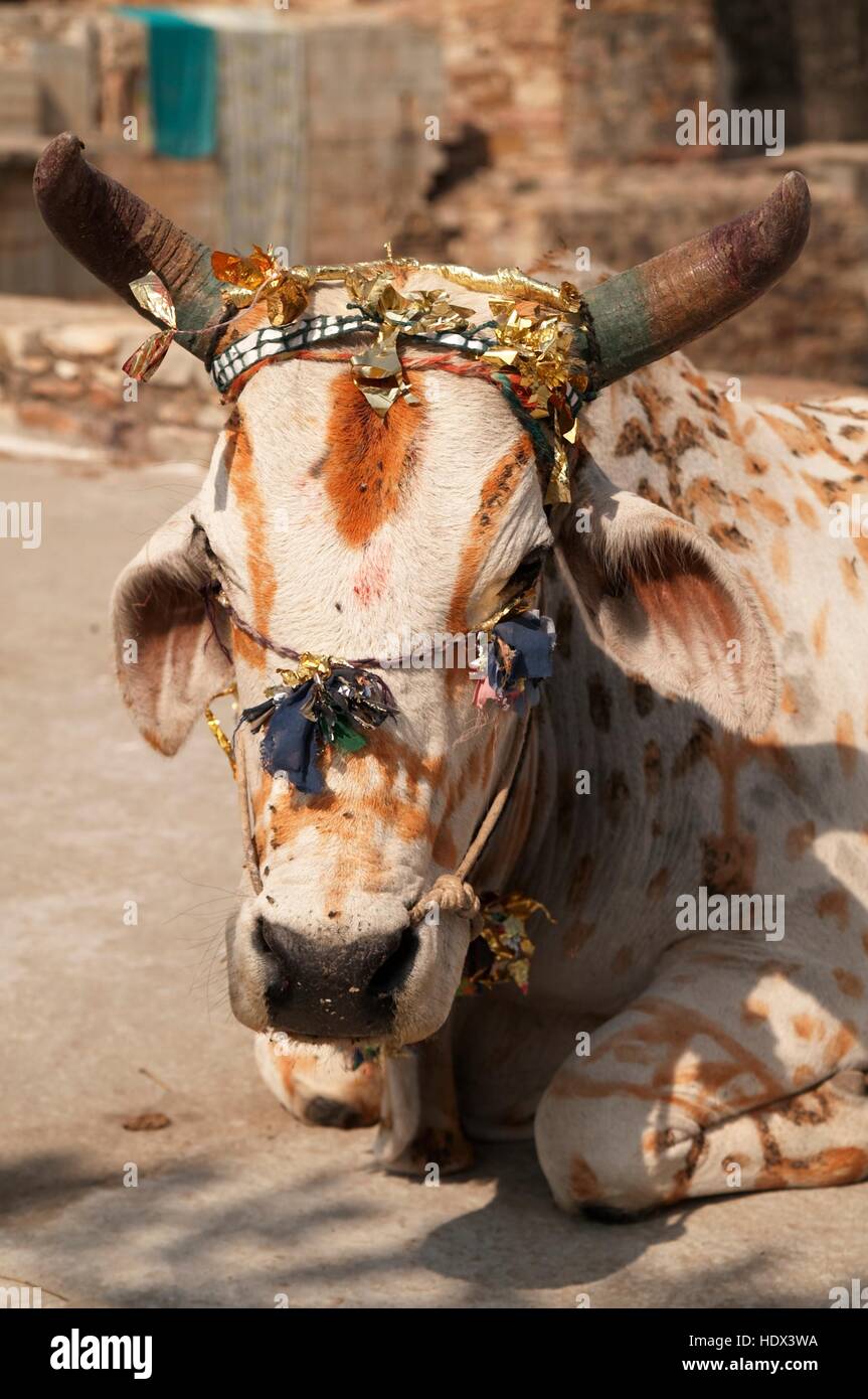 Indian Decorated Cow