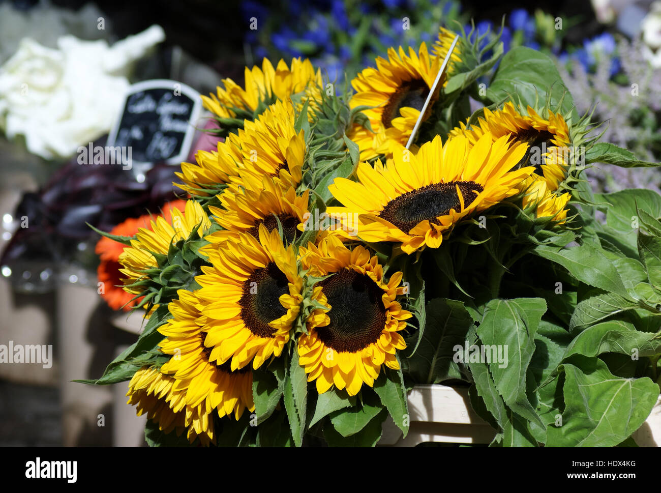 Netherlands sunflowers hi-res stock photography and images - Alamy