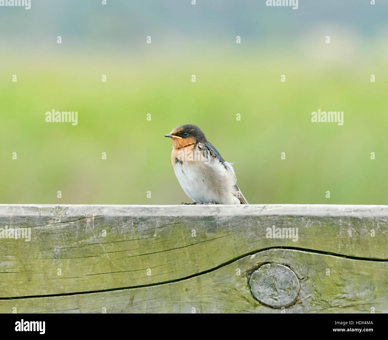 Welcome swallow hi-res stock photography and images - Alamy