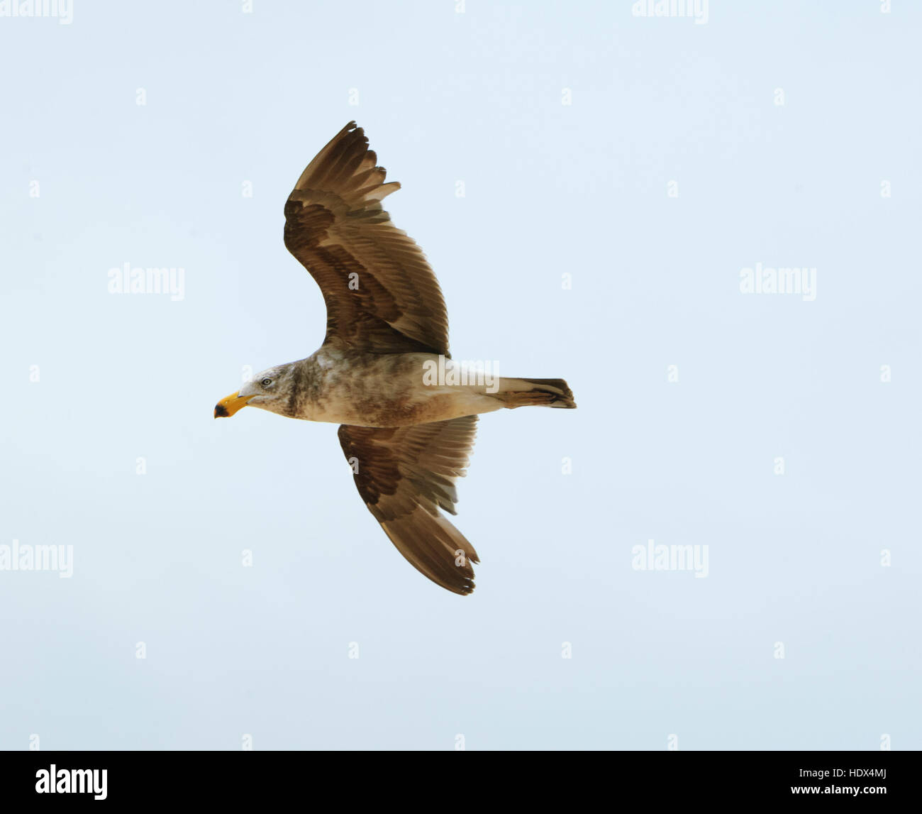 Immature Pacific Gull (Larus pacificus) in flight, Seaspray, Victoria ...