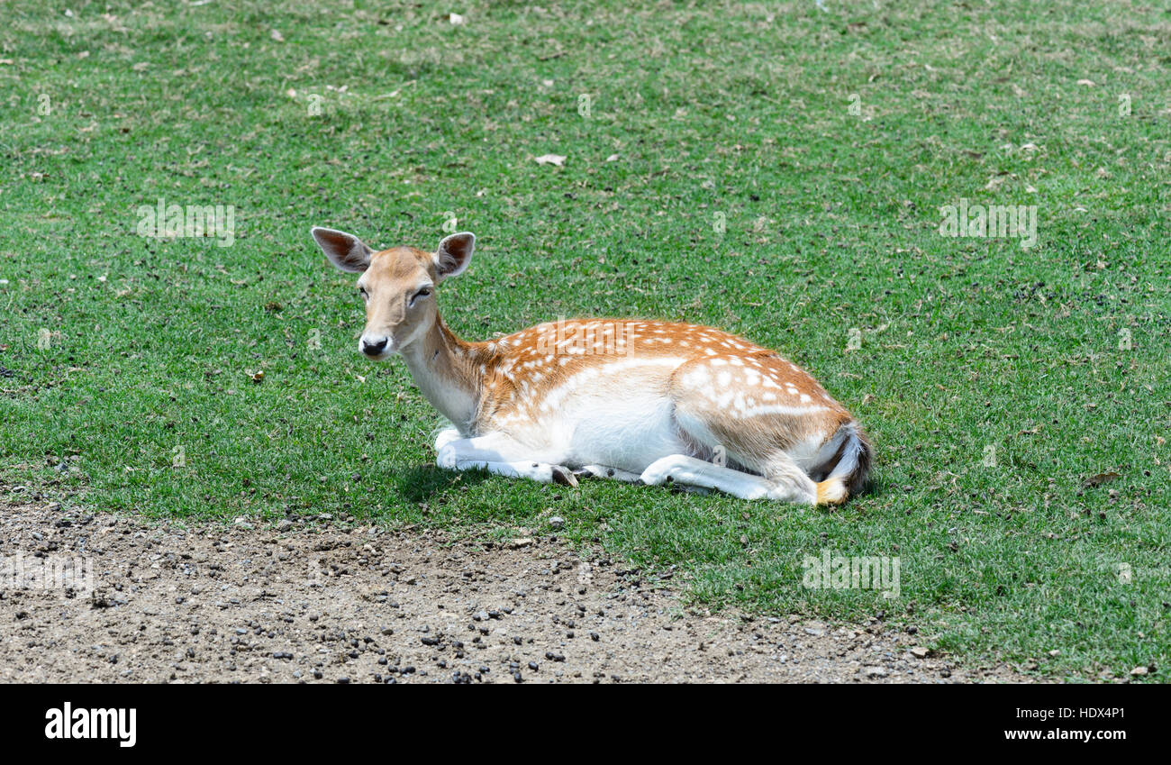 European Fallow Deer (Dama dama) sitting down on the grass Stock Photo ...