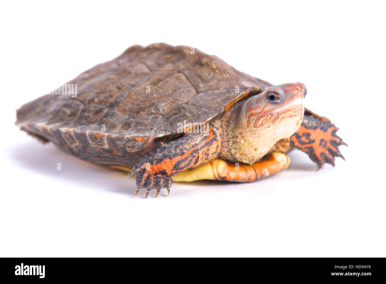 Ornate wood turtle, Rhinoclemmys pulcherrima manni Stock Photo - Alamy