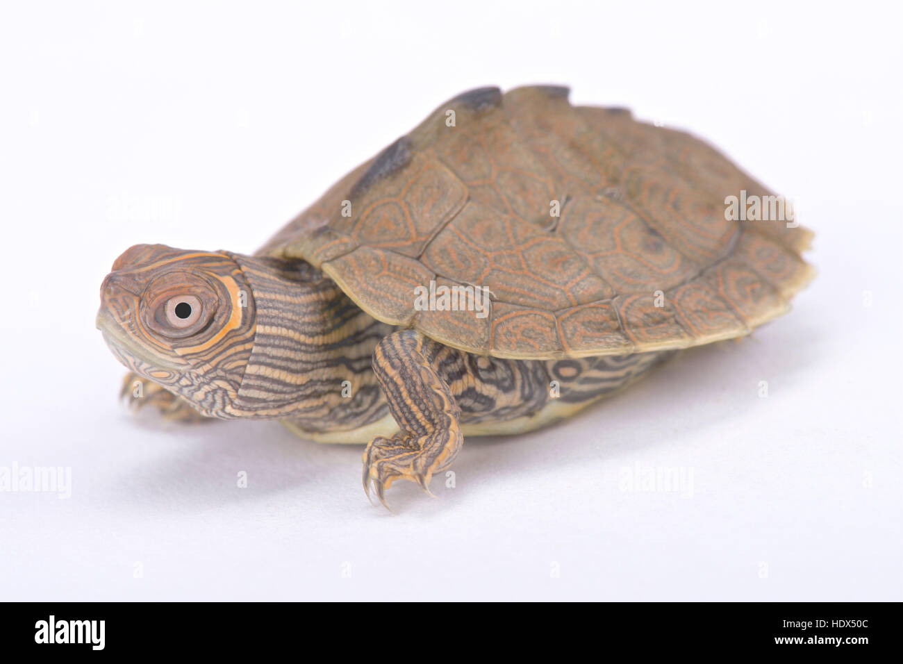 Mississippi map turtle, Graptemys pseudogeographica kohni Stock Photo ...