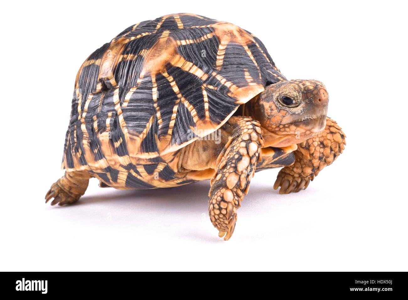 Star tortoise Cut Out Stock Images & Pictures - Alamy