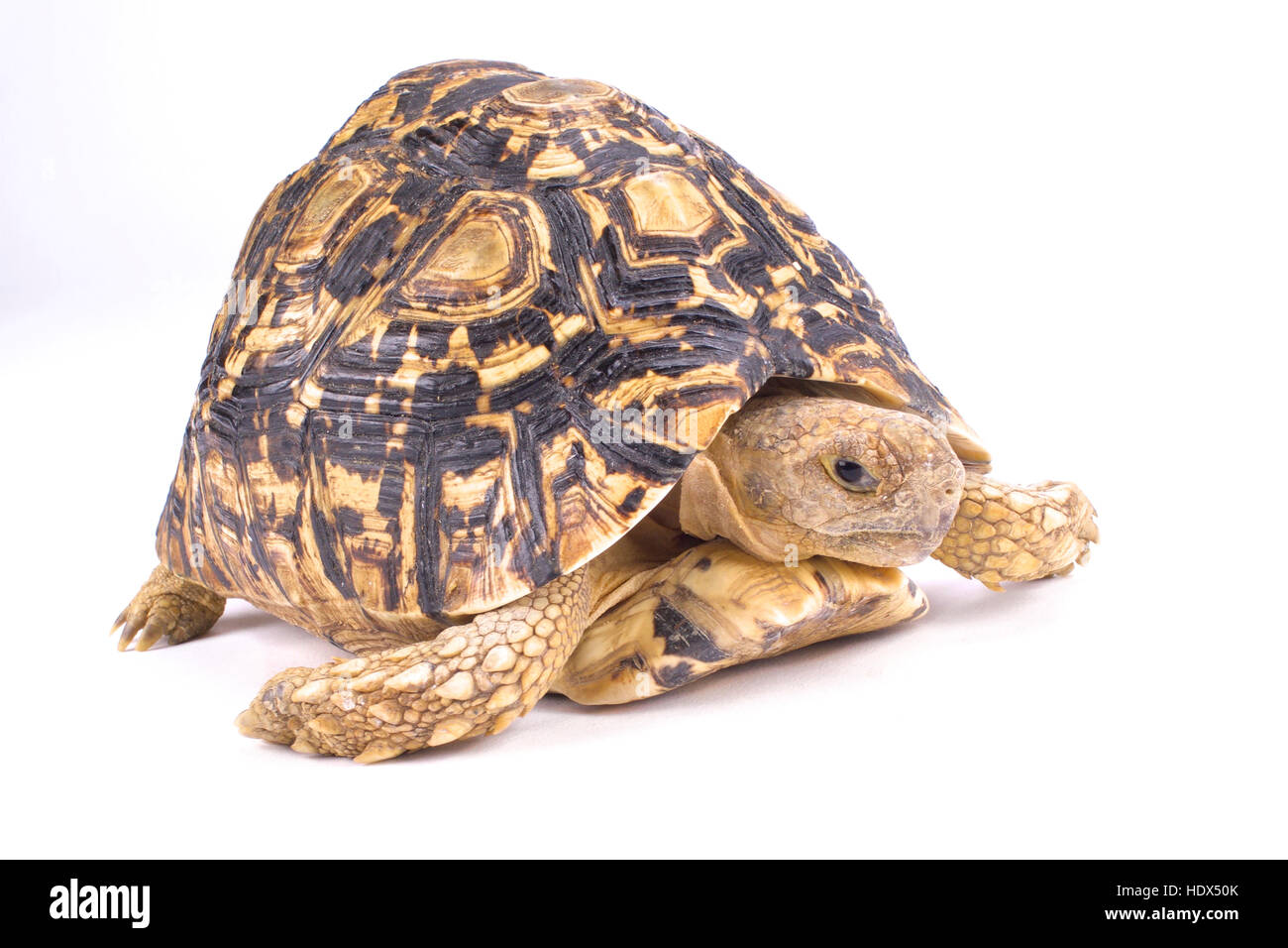 Leopard tortoise hi-res stock photography and images - Alamy