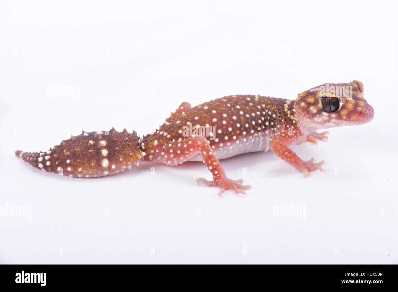 Australian Gecko High Resolution Stock Photography and Images - Alamy