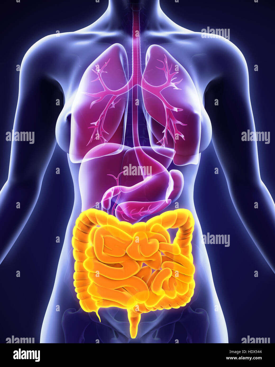 Female rectum hi-res stock photography and images - Alamy