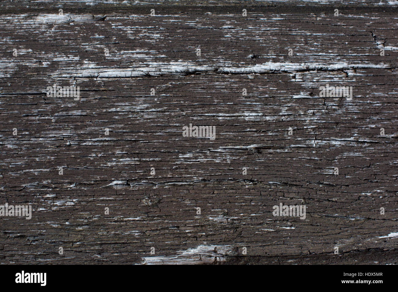 Tree Surface texture of a tree trunk Stock Photo - Alamy